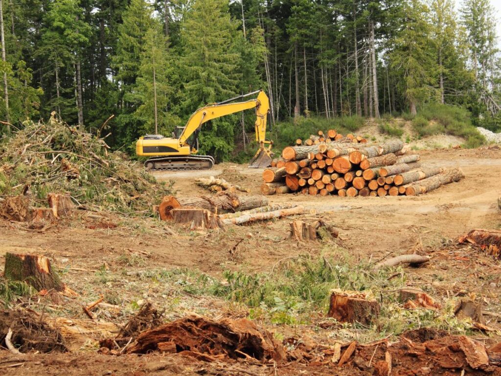 Protecting Our Forests is Key in Combating Climate Change - The Seat Co ...